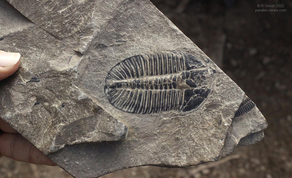 Parallel Views – A multi-spectral and 3D photography blog